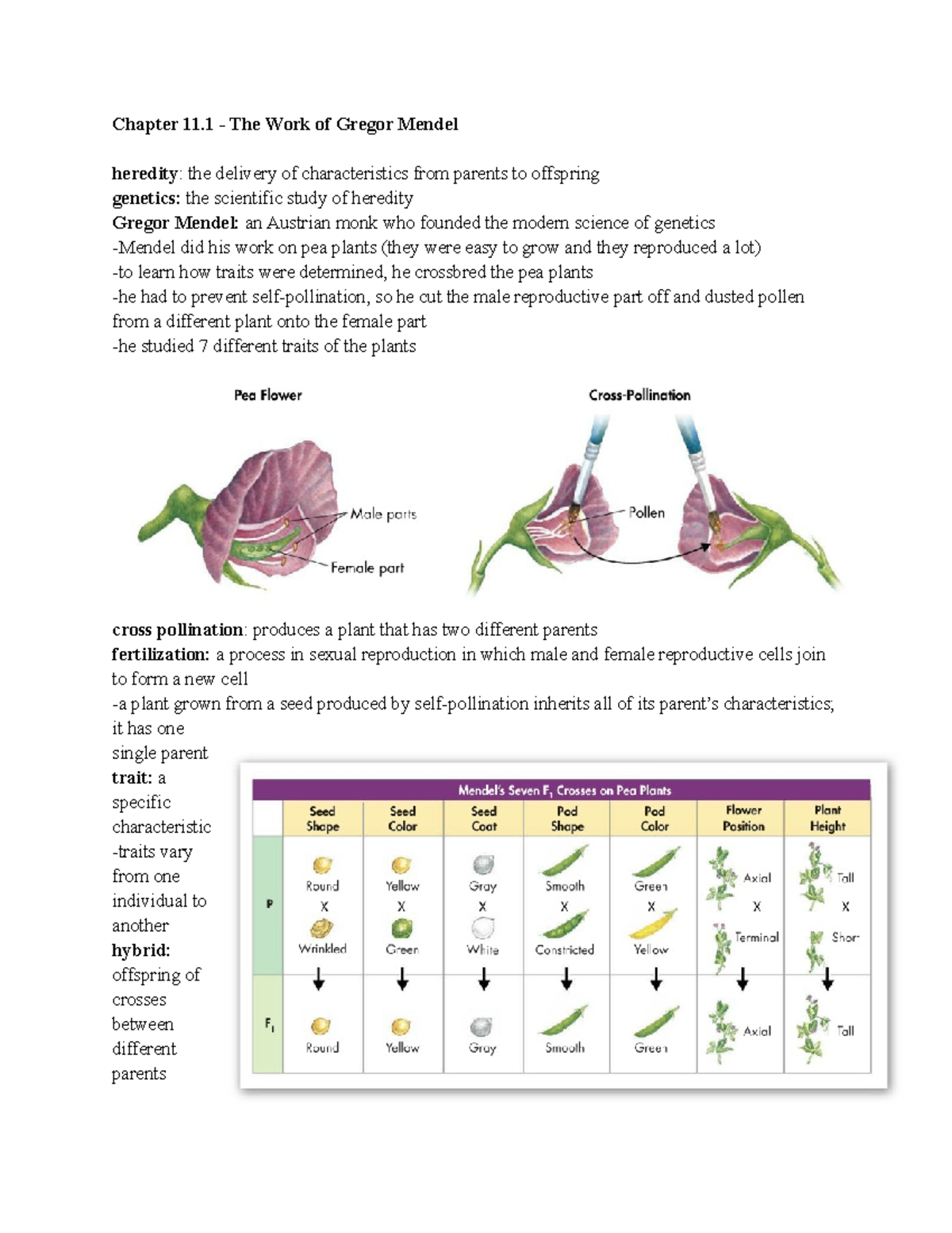 Chapter 11 Notes - Chapter 11 - The Work of Gregor Mendel heredity: the ...