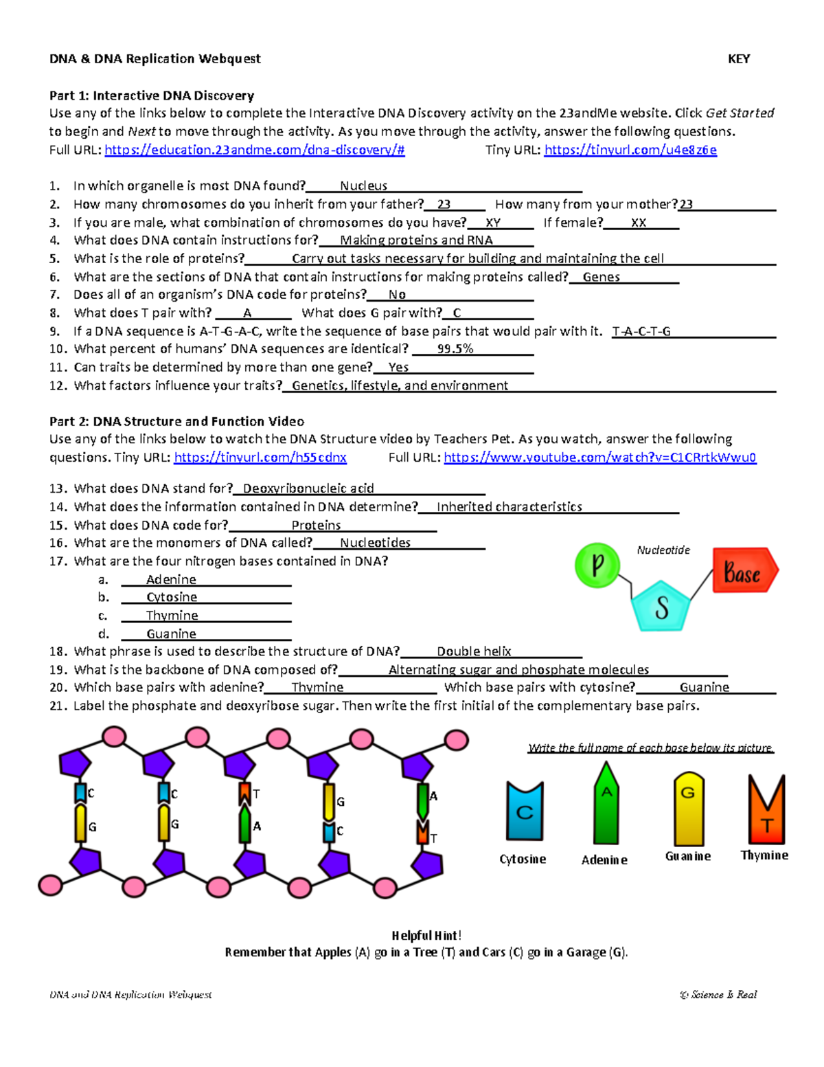 KEY DNA and DNA Replication Webquest - Deprecated API usage: The SVG ...