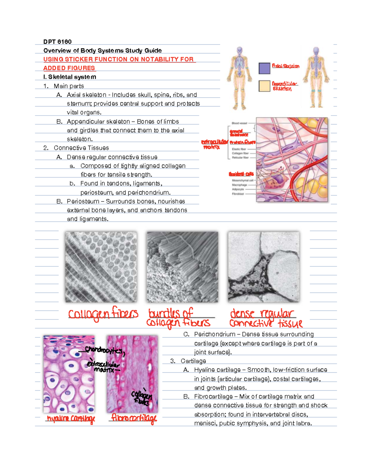 DPT 6160 Anatomy Study Guide: Comprehensive Overview of Body Systems ...