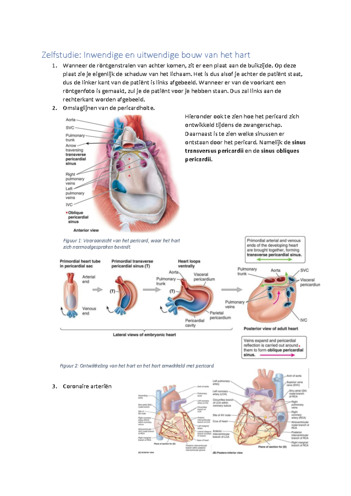 Zelfstudie Hart - Zelfstudie: Inwendige en uitwendige bouw van het hart ...