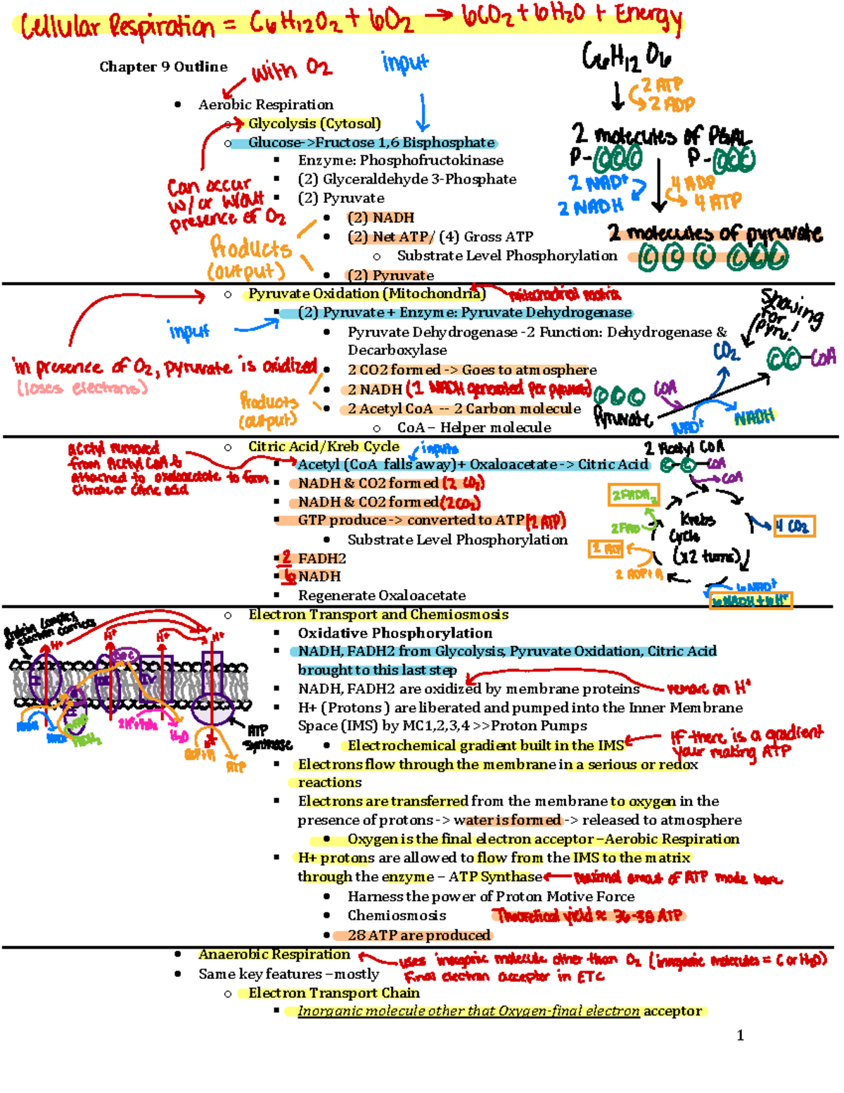 Biology 1406 Exam 3 Comprehensive Review: Cellular Respiration ...