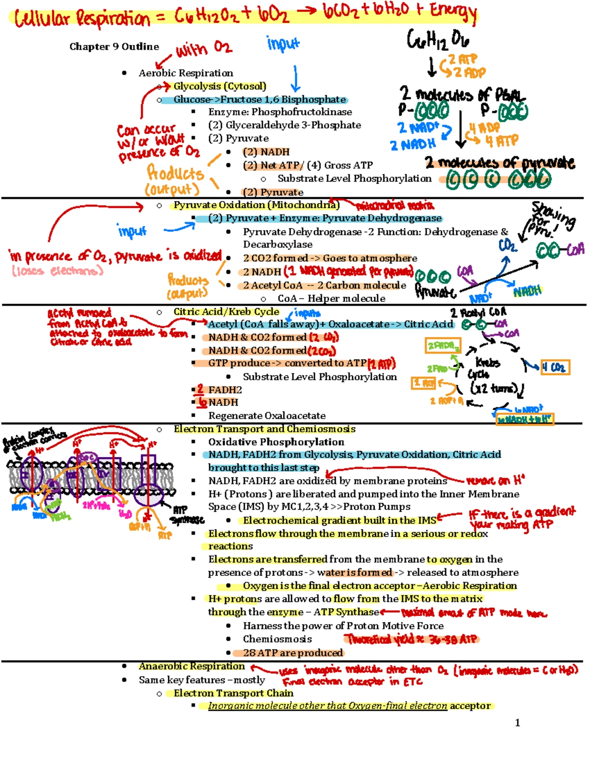 BIOL-1406 Final Exam Comprehensive Lecture Review Sheet Fall 2023 - Studocu