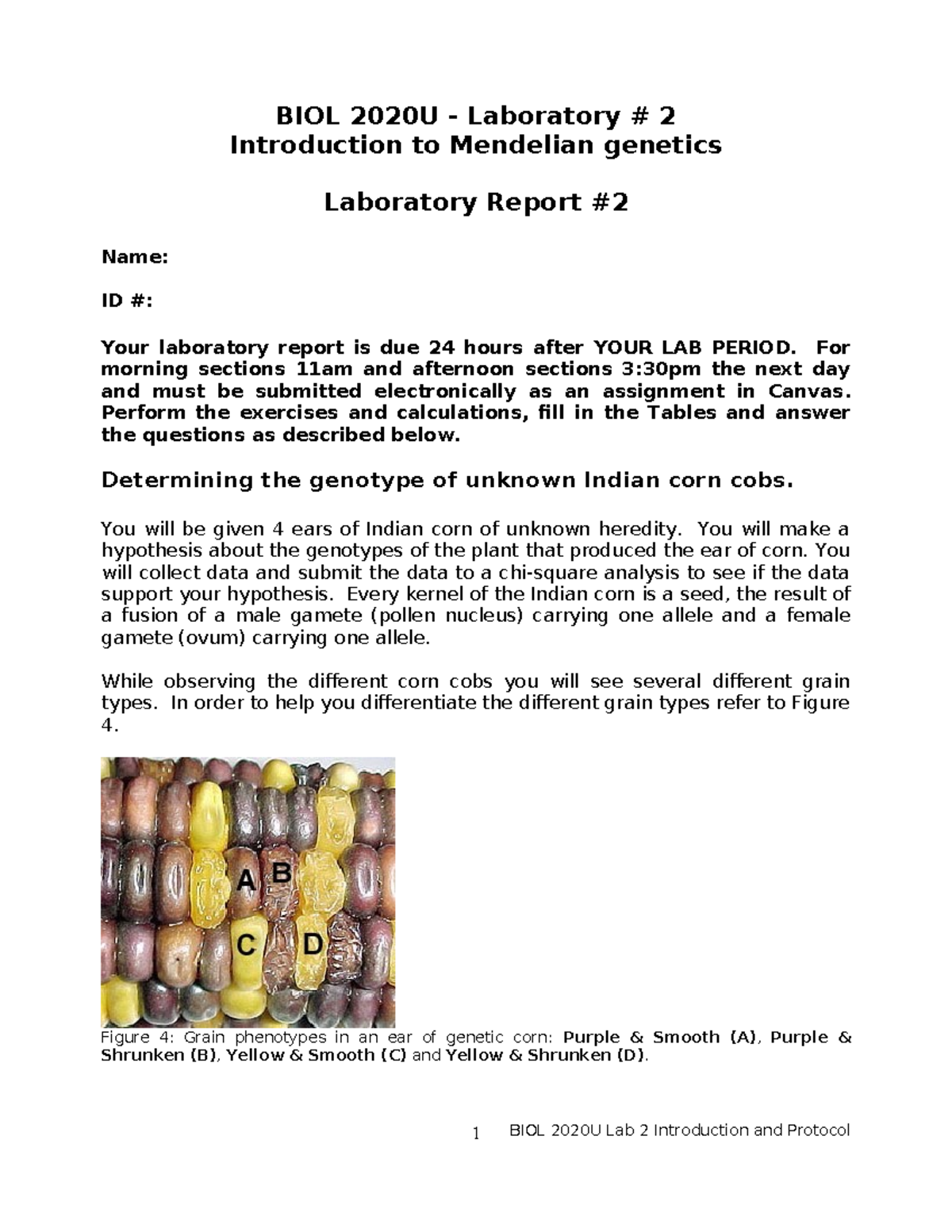 Lab 2 Lab Report 2025 - lab notes - BIOL 2020U - Laboratory # 2 ...