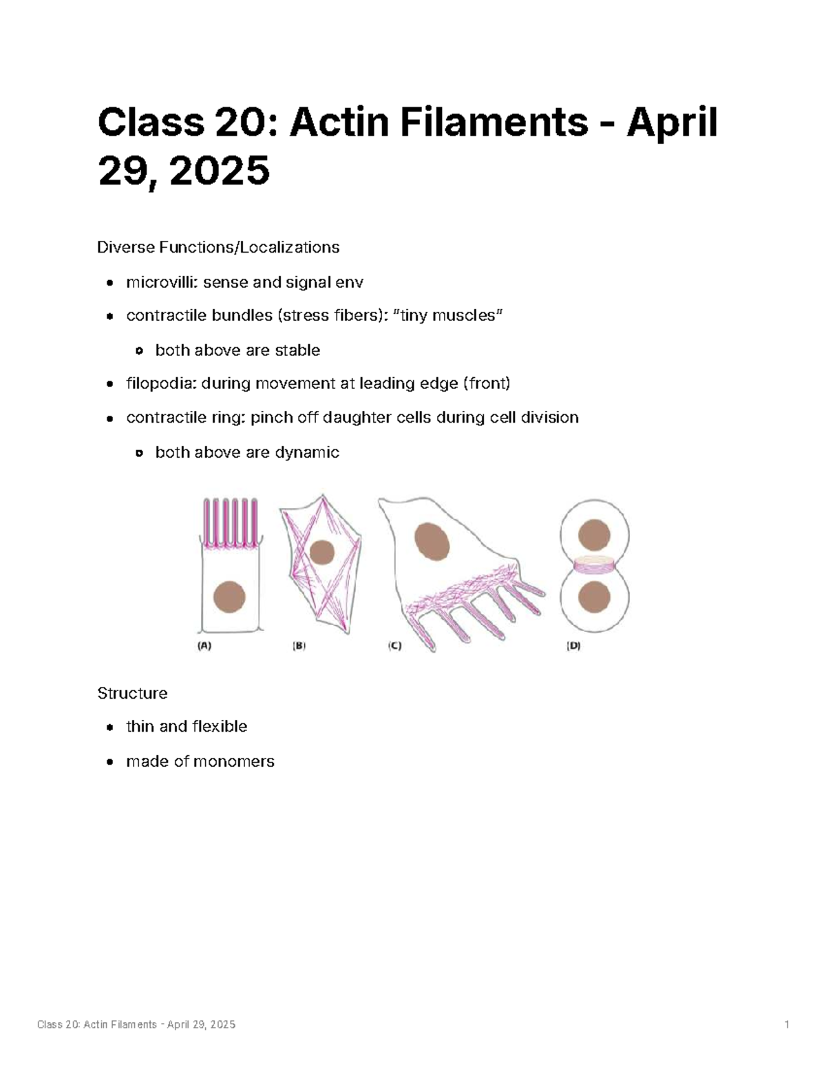 Class 20: Actin Filaments - Functions, Structure, and Dynamics Notes ...
