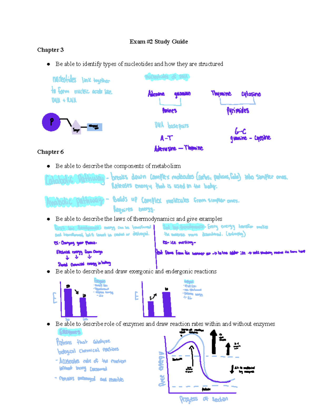 Biology Exam #2 Study Guide: Cellular Respiration & Metabolism Concepts - Studocu