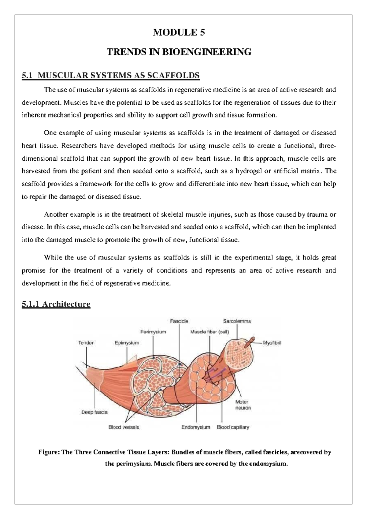 Module 5: Trends in Bioengineering - Muscular Systems as Scaffolds ...