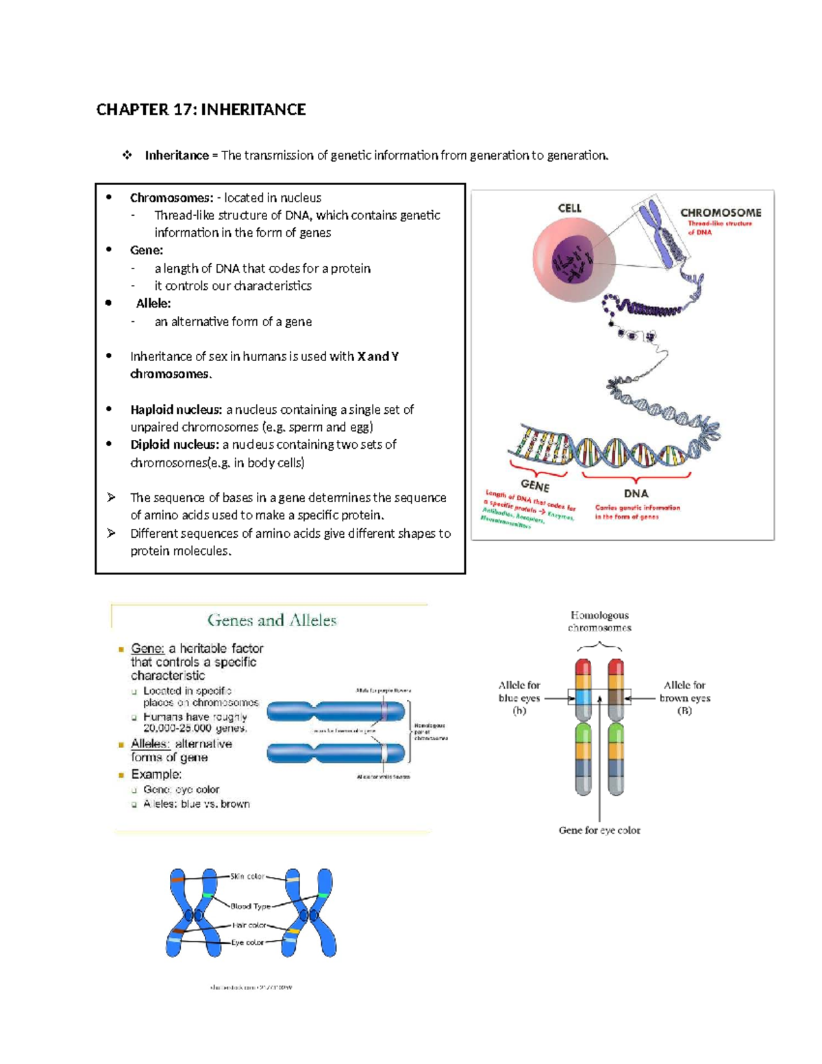 Chapter 17: Inheritance and gene expression in humans - Studocu