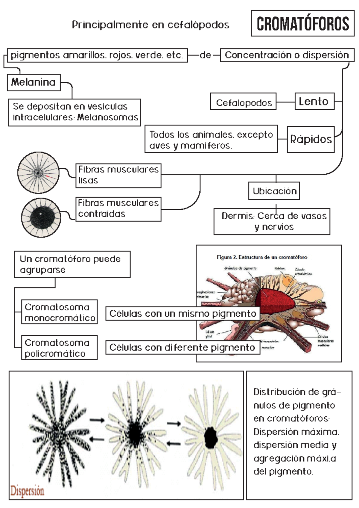 Cromatóforos y Bioluminiscencia: Estudio de Pigmentos y Luz en ...