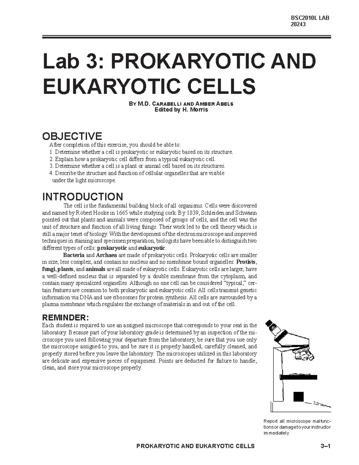 BSC2010L LAB 20243: Prokaryotic and Eukaryotic Cells Analysis Report ...