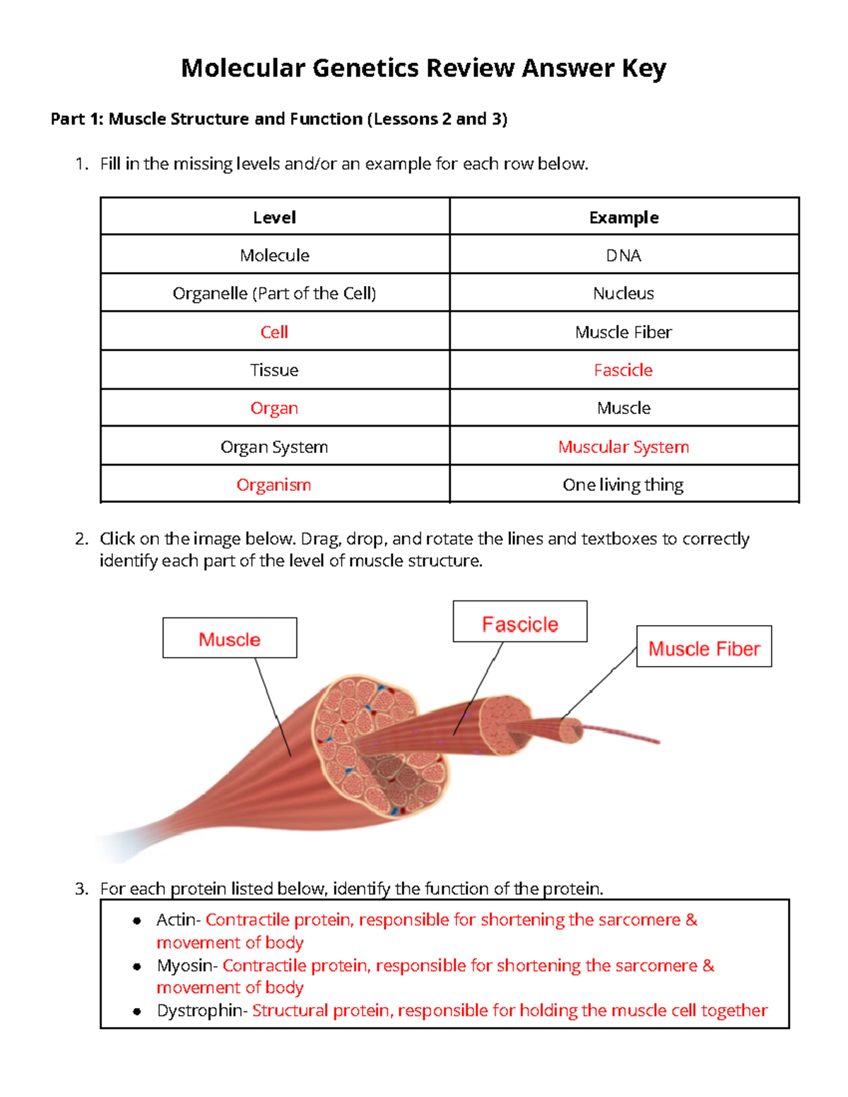 Molecular Genetics Unit 3 Review Key: Lessons 2-8 Overview - Studocu