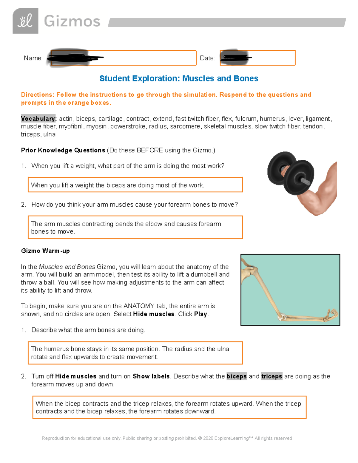Muscles & Bones SE: Gizmo Exploration Study Guide for Class 101 - Studocu