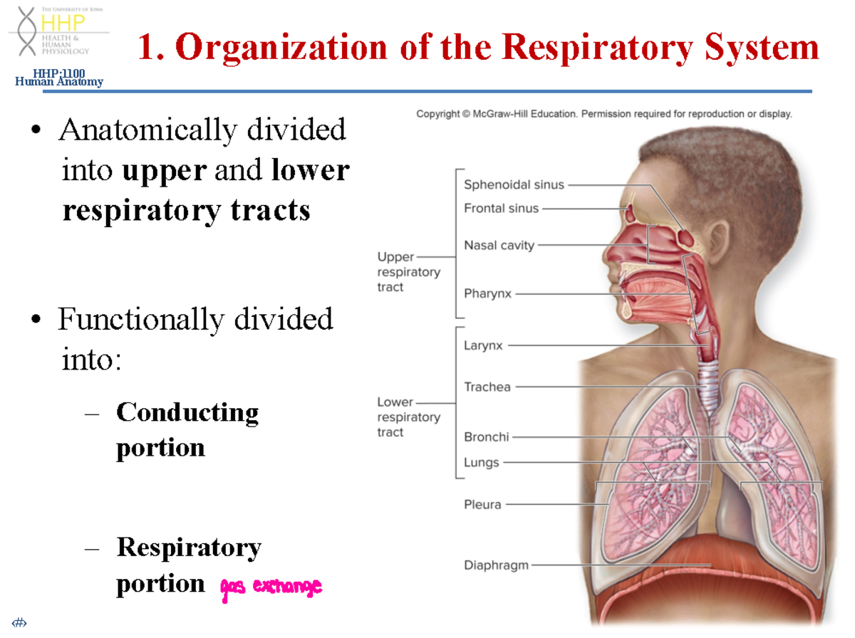 Organization of the Respiratory System - HHP:1100 Human Anatomy Notes ...