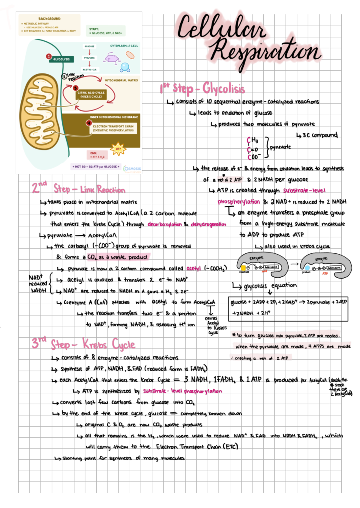 Cellular Respiration Overview and Key Processes Explained - Studocu