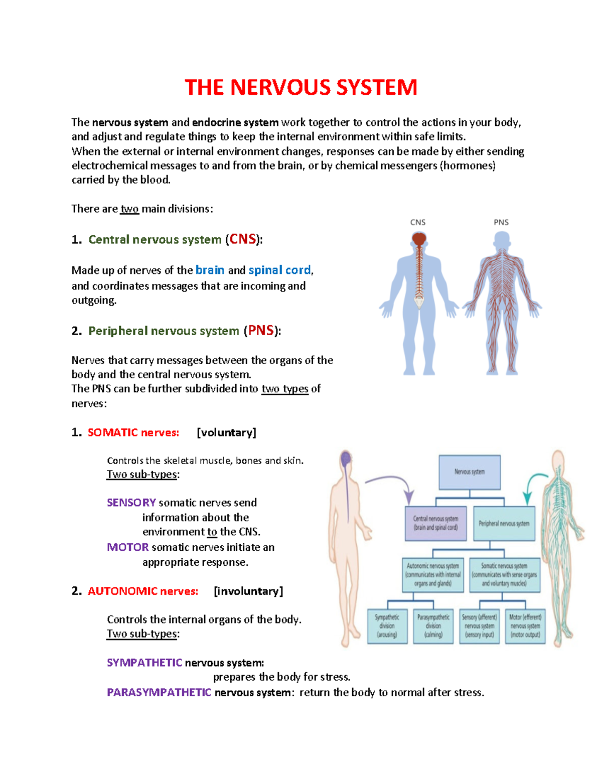 Nervous System Overview: Structure, Function, and Reflex Arcs - THE ...