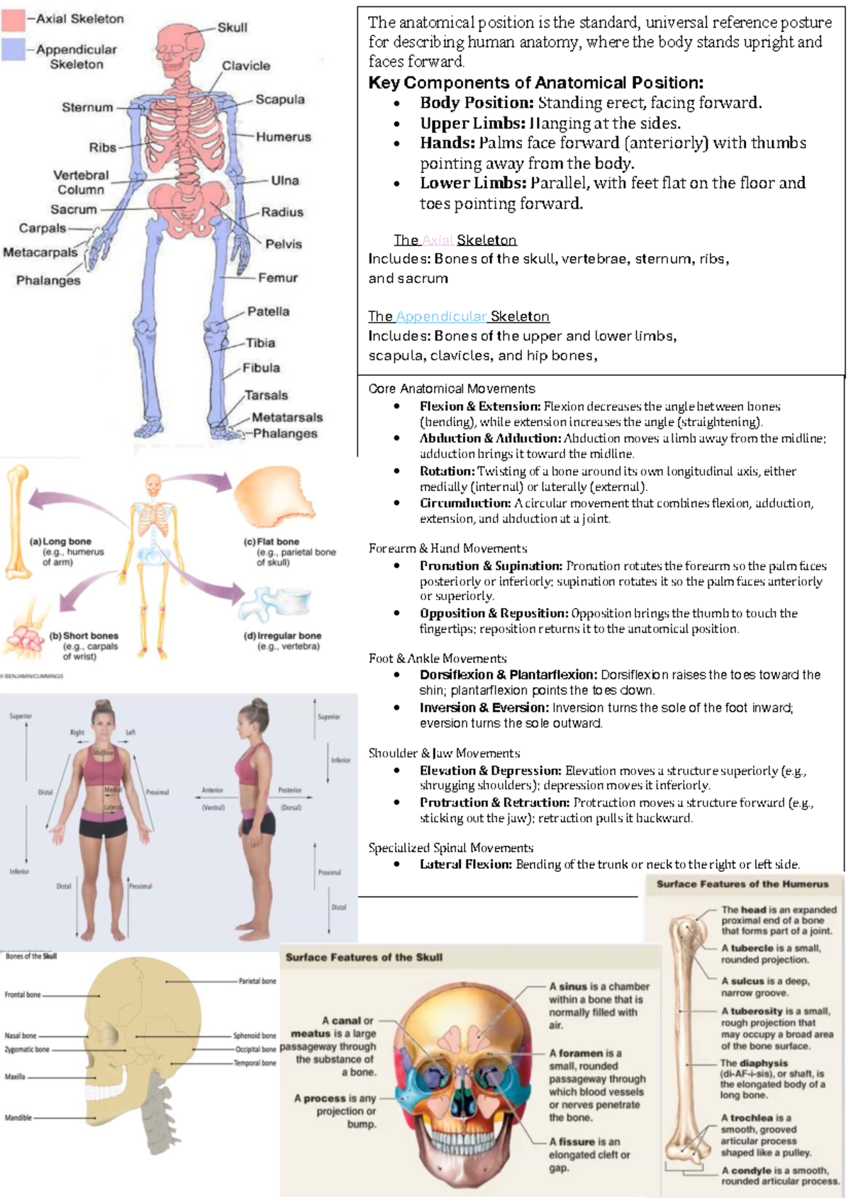 Anatomy-1: Comprehensive Summary of Bones & Muscles for Practical Exam ...