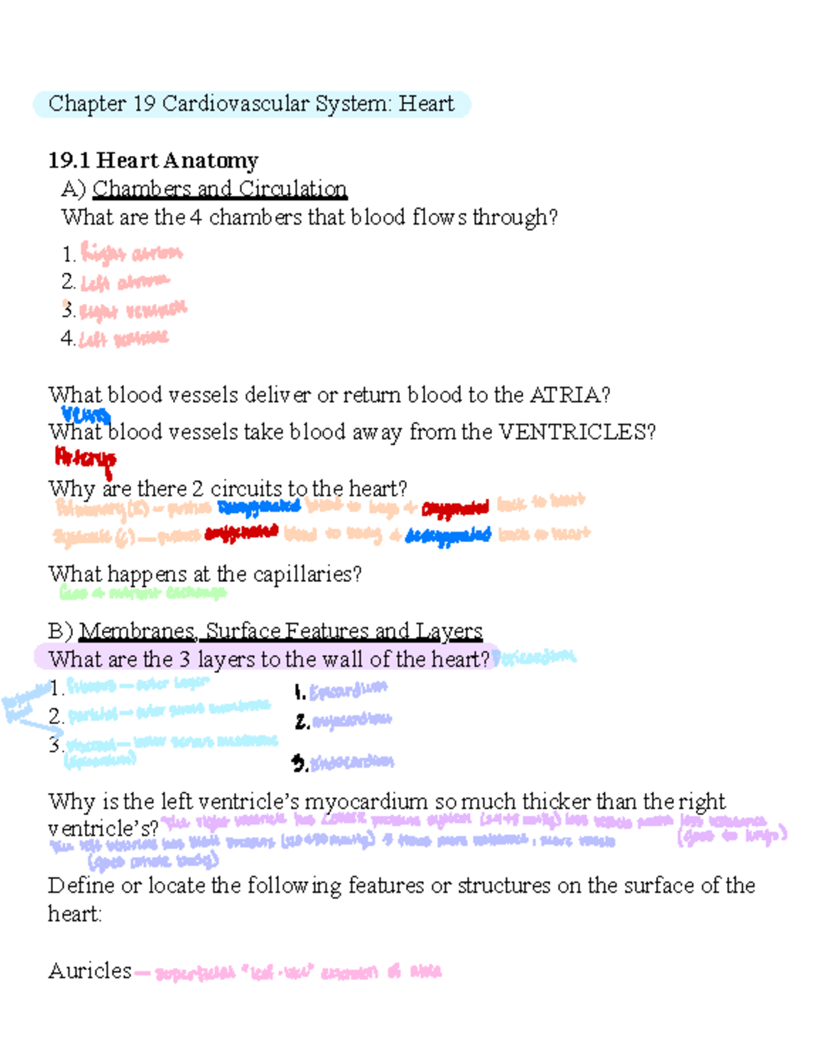 A&P Ch. 19 Cardiovascular System - Chapter 1 9 Cardiovascular System ...