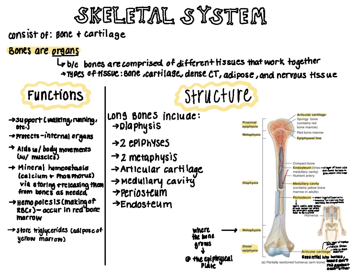 SIEBEBEFENESISTEBEN: Skeletal System Objectives and Bone Histology ...