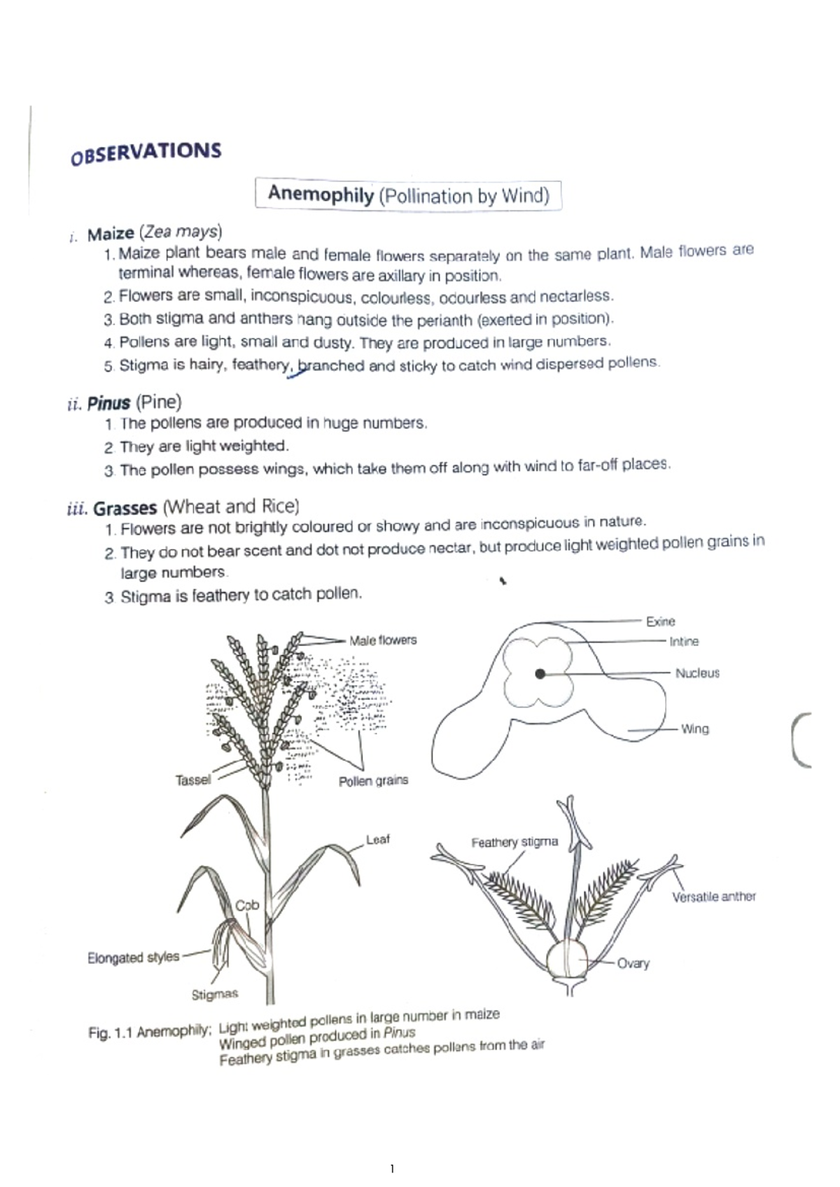 Anemophily, Entomophily and Ornithophily - OBSERVATIONS Anemophily ...
