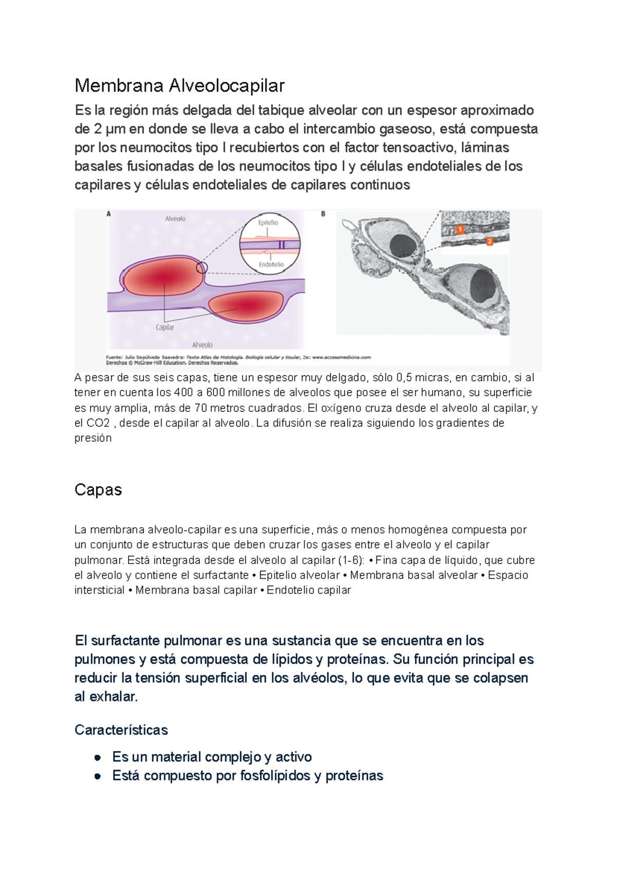 Membrana Alveolocapilar - El oxígeno cruza desde el alveolo al capilar ...