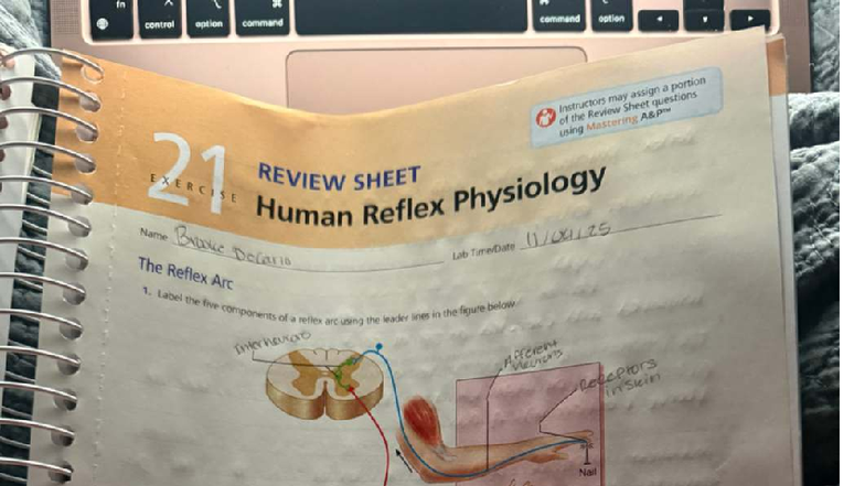 Exercise 21 Review Sheet: Human Reflex Physiology Lab - Studocu
