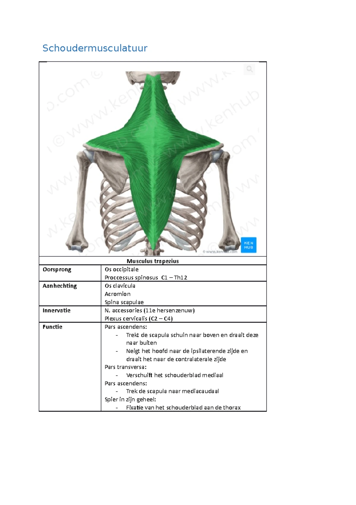 Ligamenten en Fascia: Overzicht en Functies in het Lichaam - Studocu