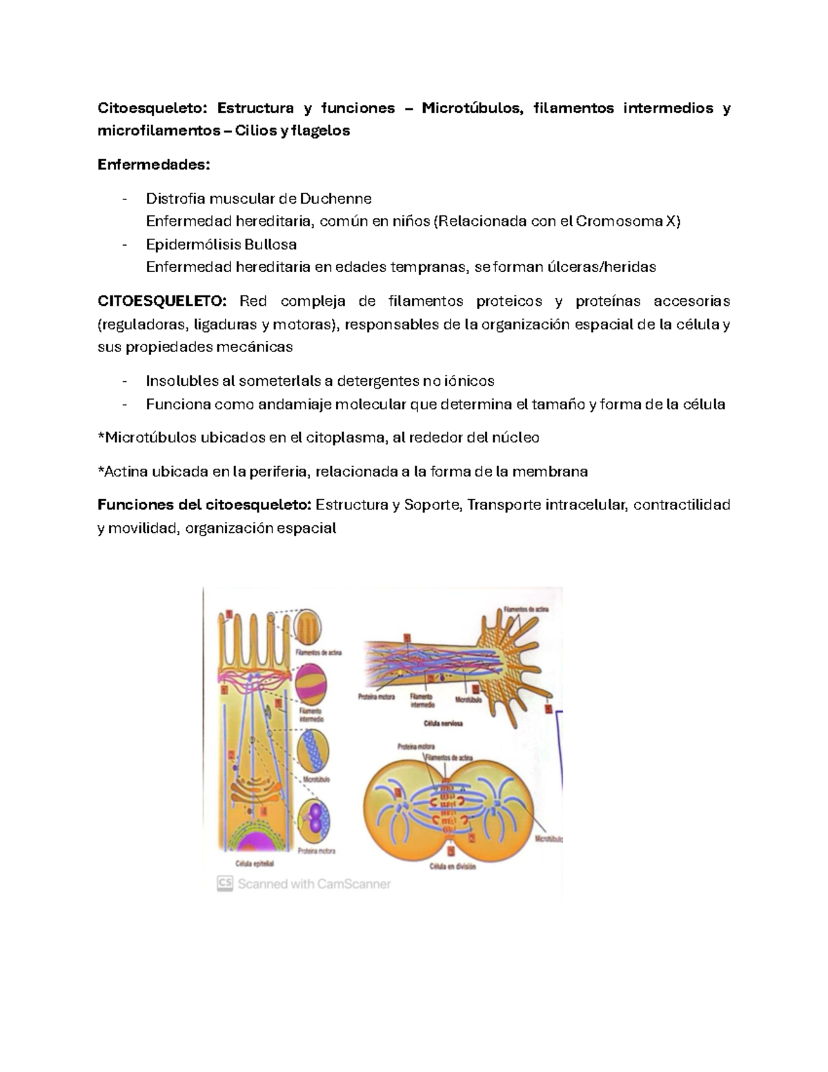 Citoesqueleto: Estructura, Funciones y Enfermedades Relacionadas ...