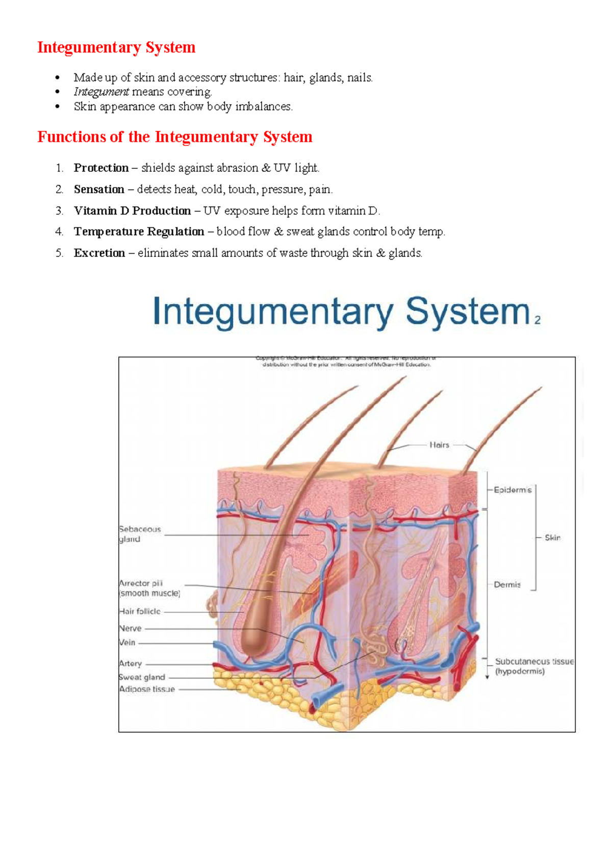 Integumentary System Overview: Functions, Structure, and Health Impacts - Studocu
