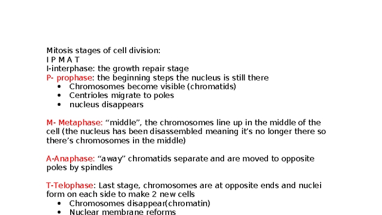 Mitosis Stages: IPMAT Overview of Cell Division Process - Studocu
