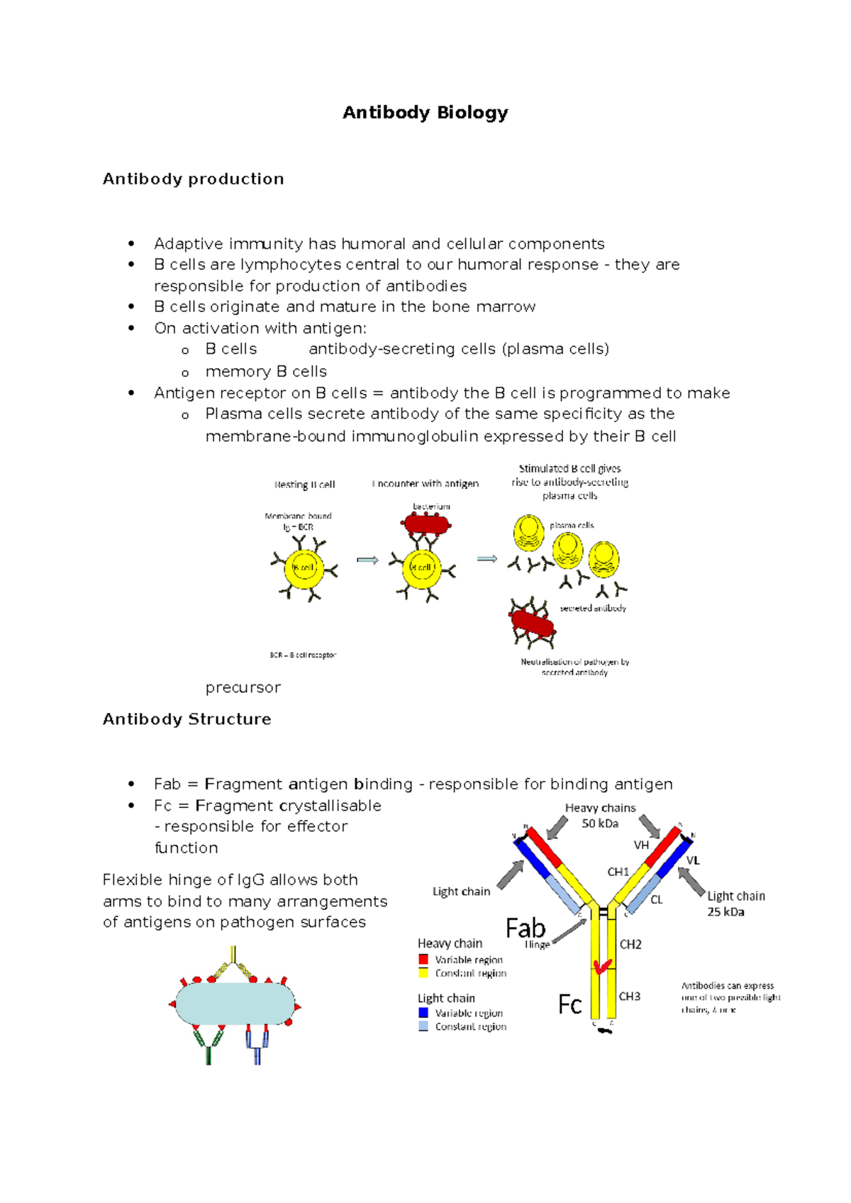 Antibody Biology Notes: Understanding Structure and Function for Exam ...