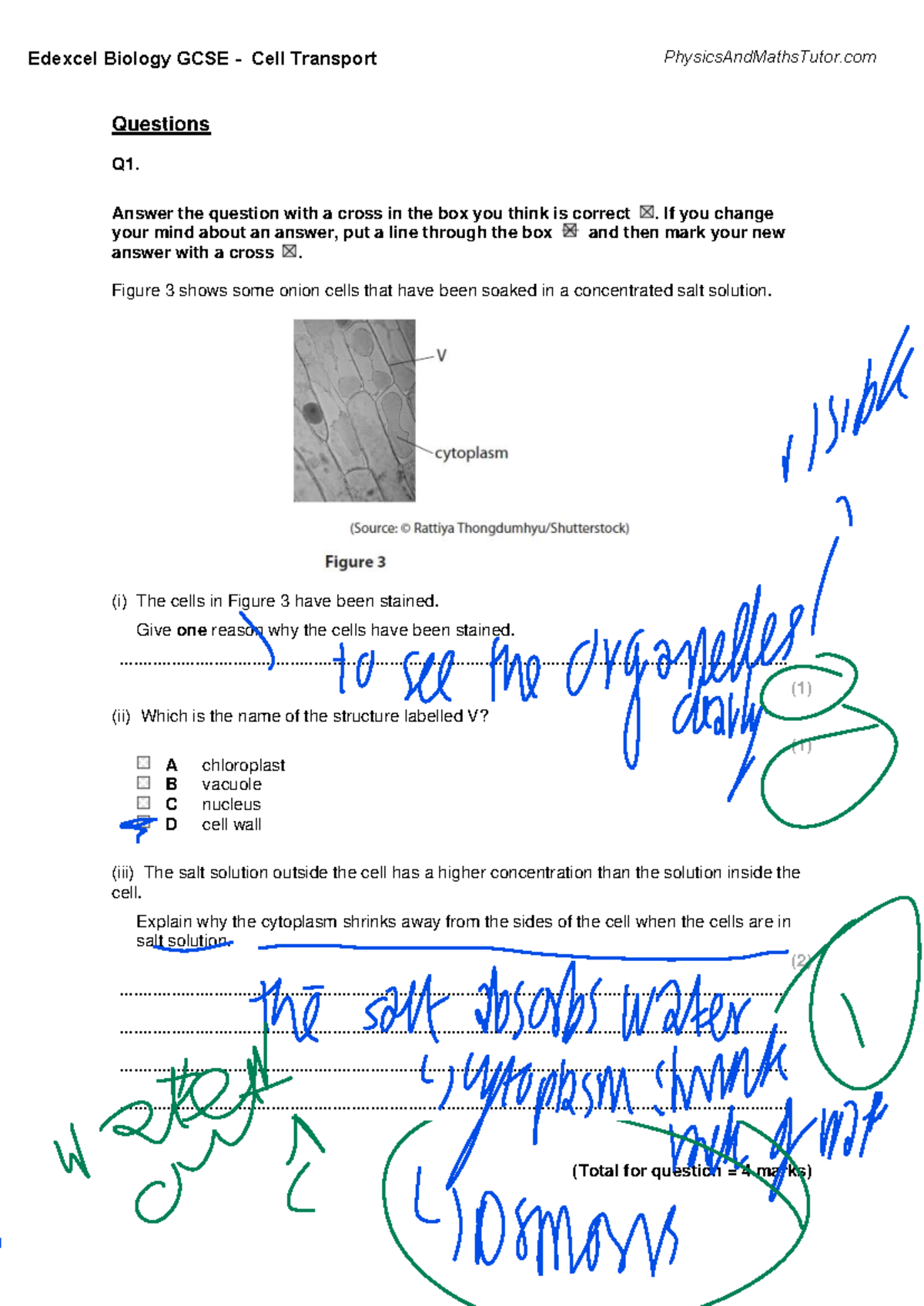 Edexcel Biology GCSE Cell Transport Study Guide and Questions - Studocu