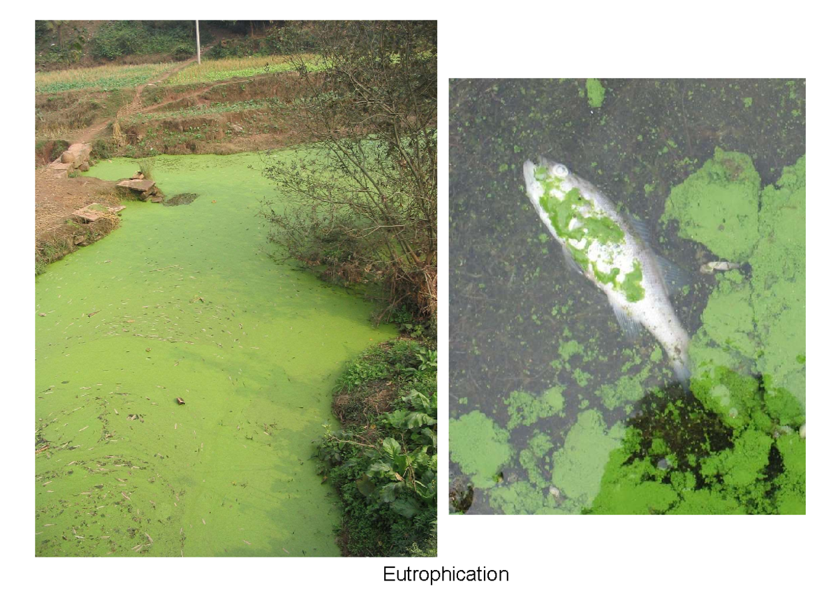 Water Quality Management Part 2: Eutrophication and Pollutant Effects ...