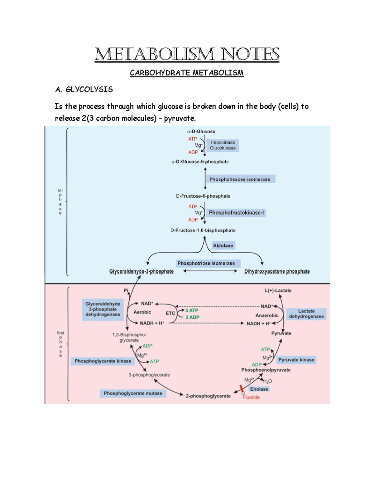 Metabolism Notes: Carbohydrate Metabolism Overview (BIO 101) - Studocu