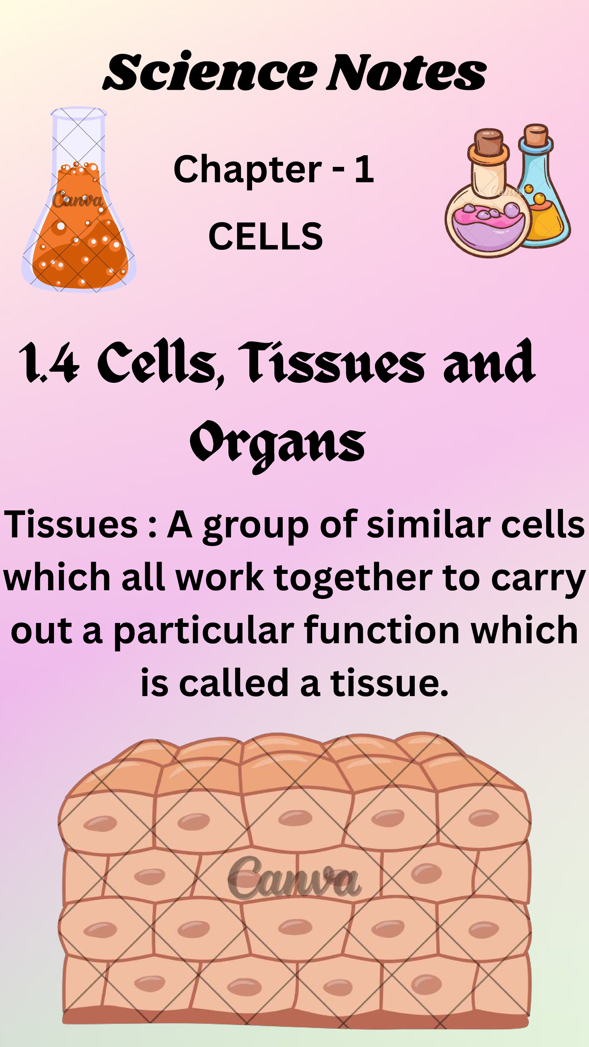 1.4 Cells, Tissues and Organs - Biology SL - Science Notes Chapter - 1 ...