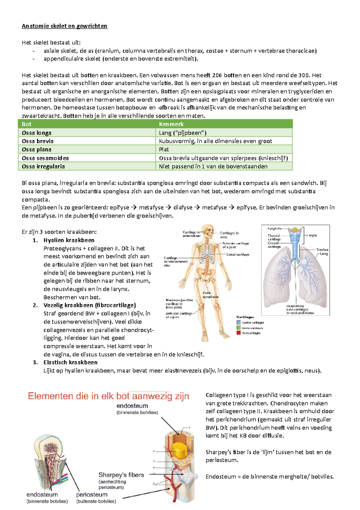 Anatomie van het Skelet en Gewrichten: Functies en Structuren - Studeersnel