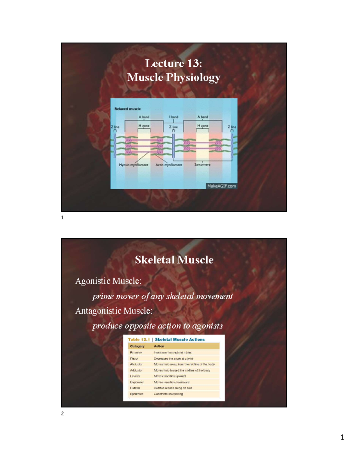 Bio 226 - Lecture 13: Skeletal Muscle Physiology Overview - Studocu