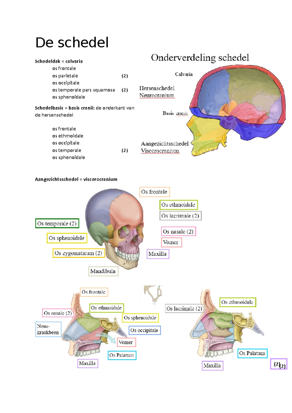 Samenvatting Anatomie: Schedel, Mondholte en Halsstructuren - Studeersnel