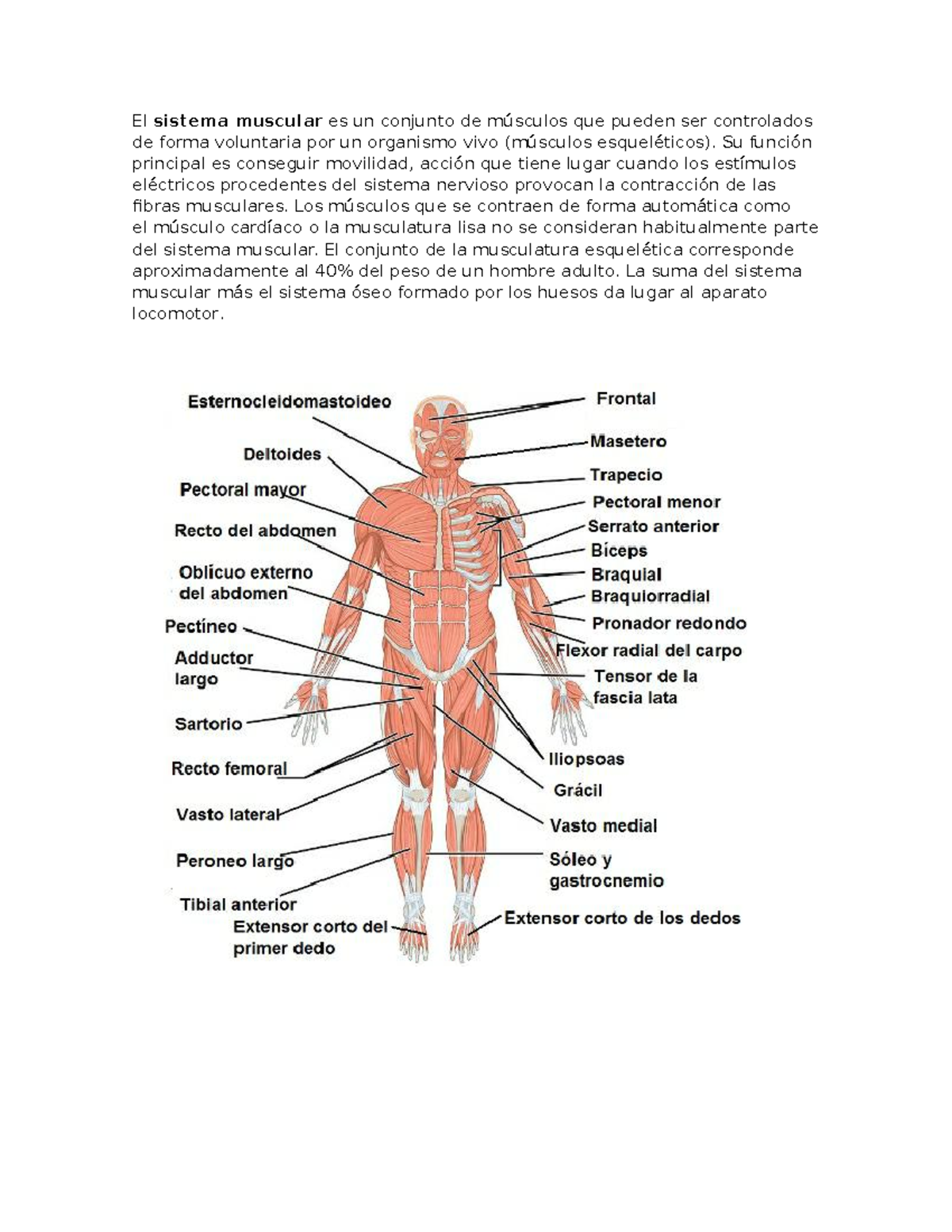 Anatomía De La Pierna Derecha