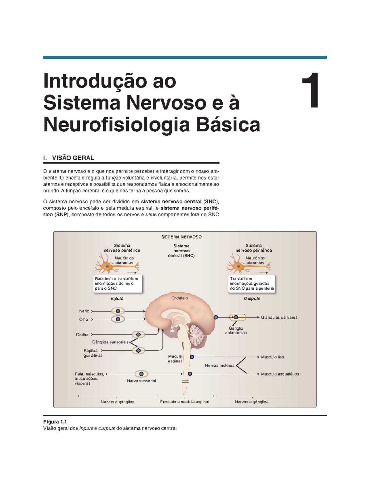 Neurofisiologia - Resumo - I. VISÃO GERAL O sistema nervoso é o que nos ...