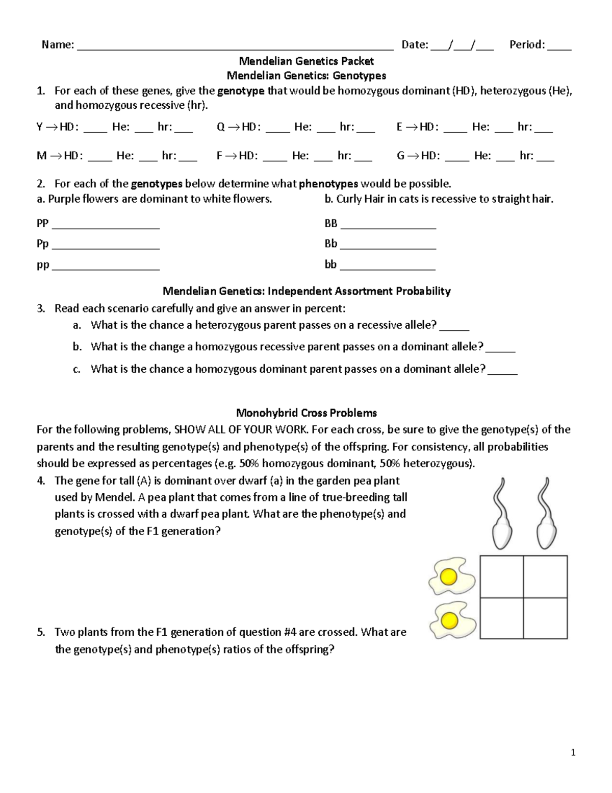 AP - Mendelian Genetics Packet: Genotypes, Crosses & Probabilities ...