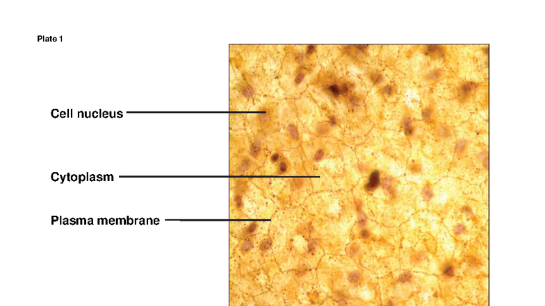 Histology Atlas: Cell Types and Structures Overview - Studocu