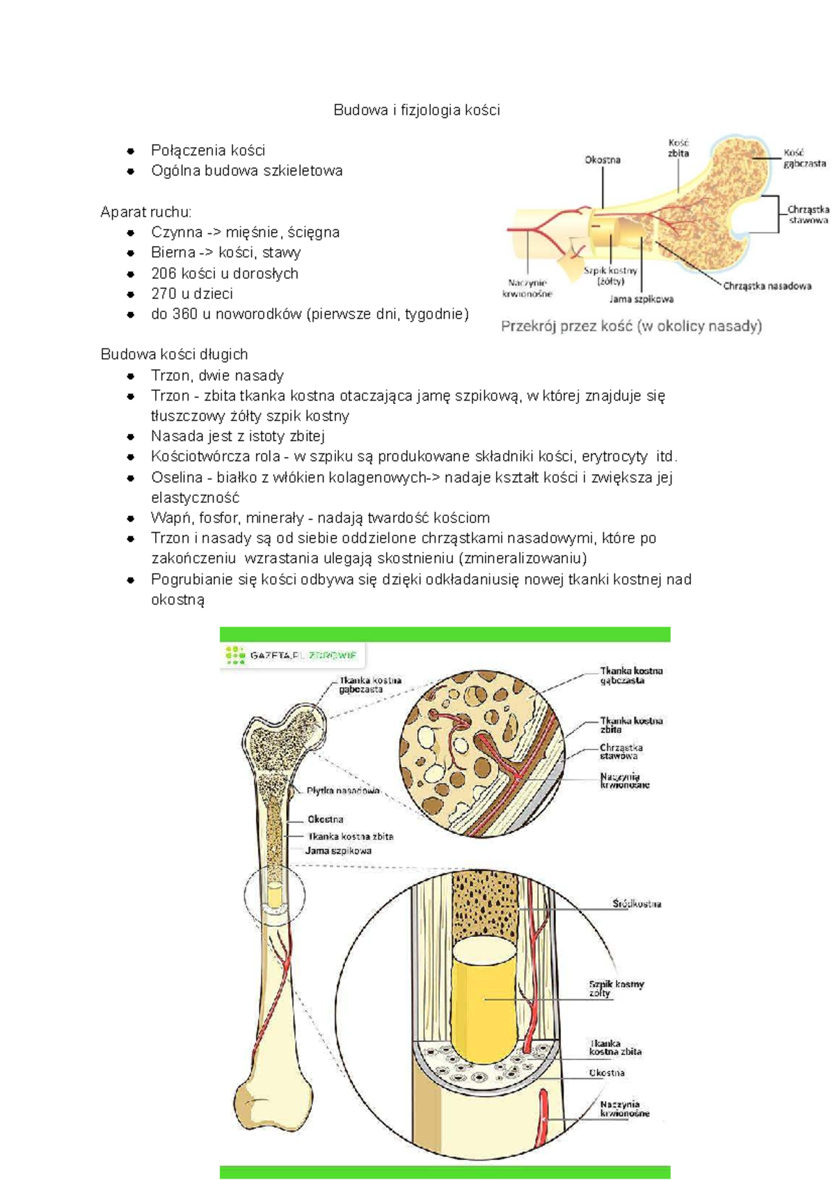 Anatomia i fizjologia kości: Budowa, połączenia i funkcje 206 kości ...