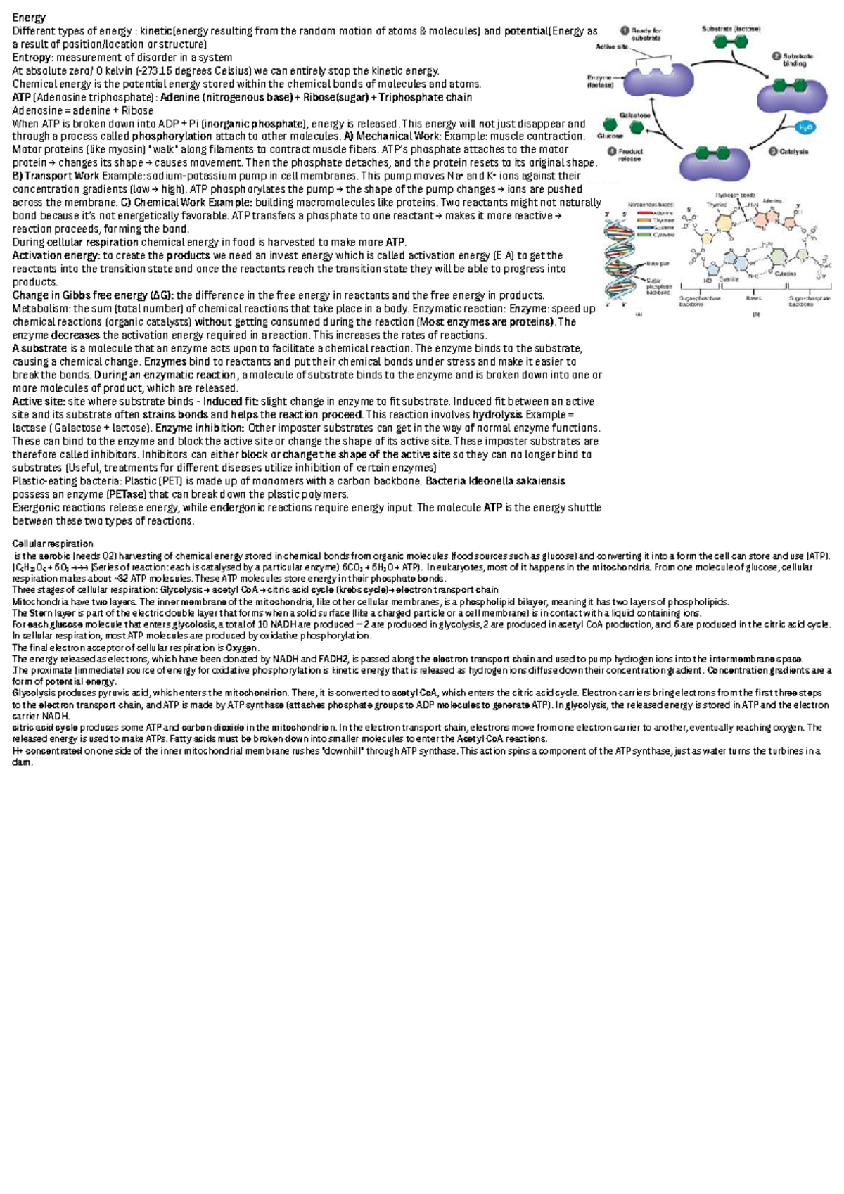 Molecular Bio 2: Energy Types, ATP Functions & Cellular Respiration ...