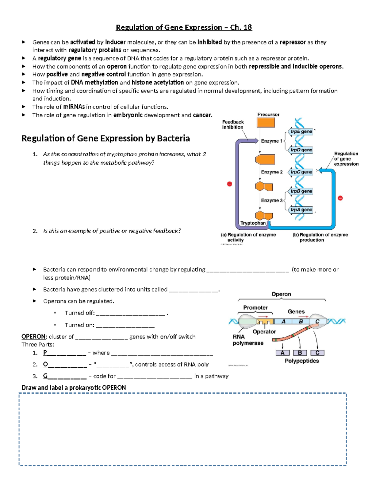 Regulation of Gene Expression: Ch. 18 Notes and Key Concepts - Studocu