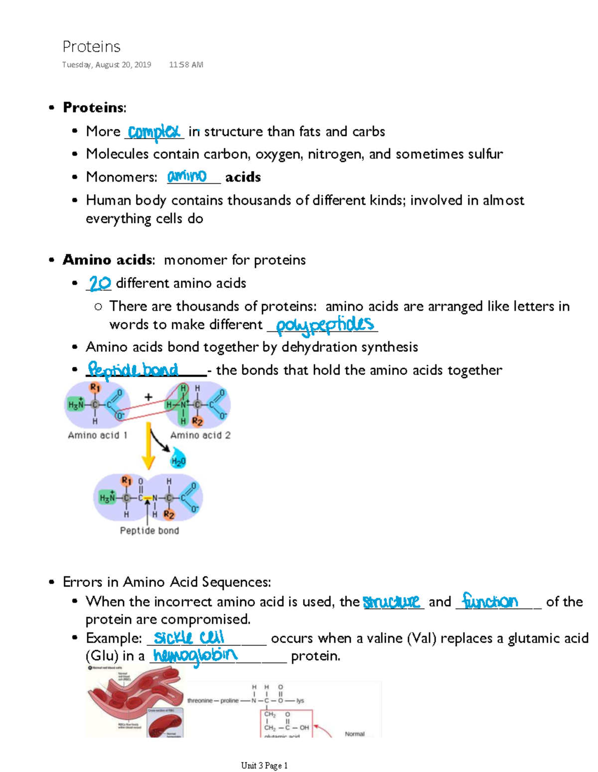 Unit 3: Overview Notes on Proteins and Enzymes - Studocu
