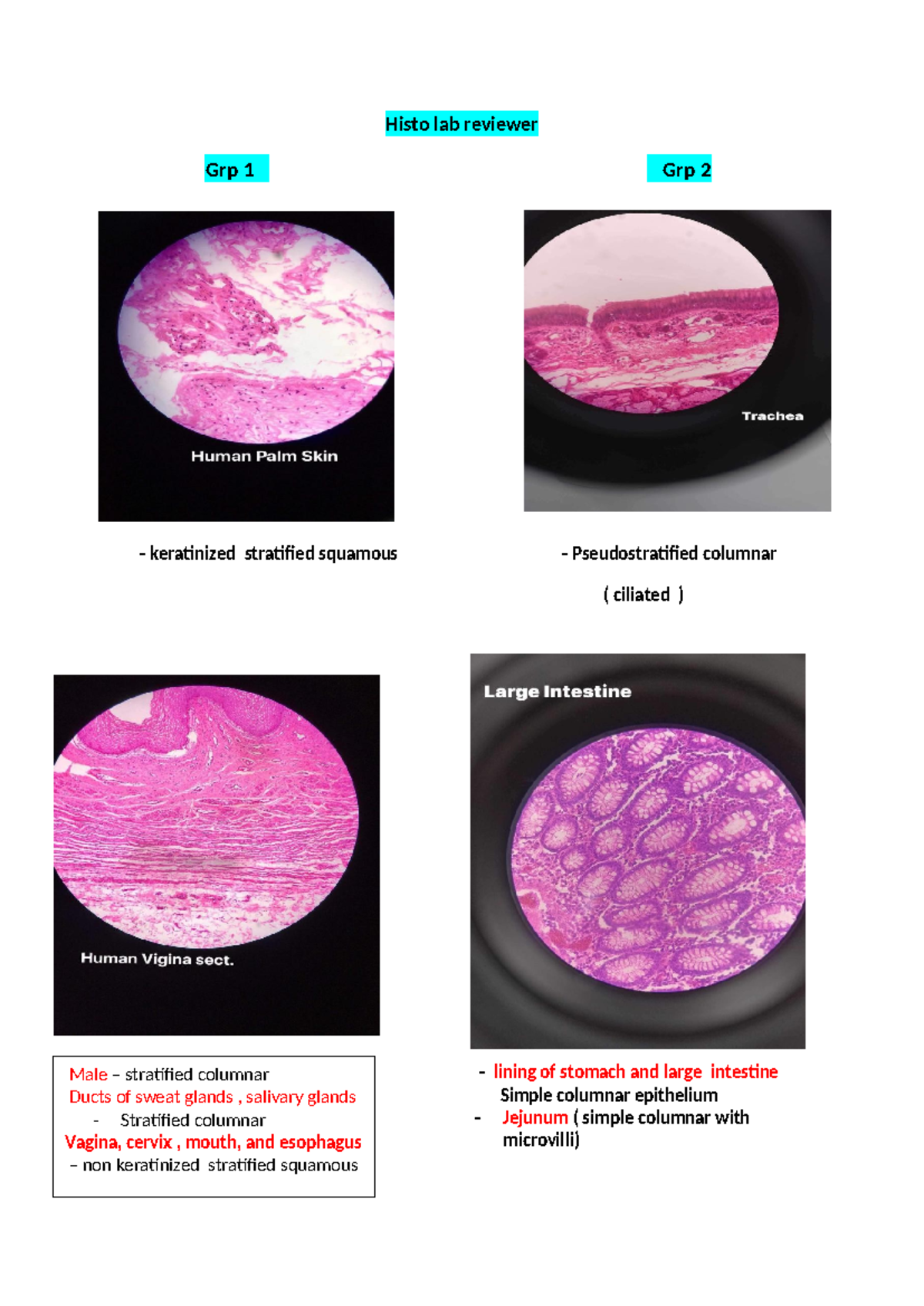 Histology Prelim Lab Reviewer: Key Concepts and Tissue Types - Studocu