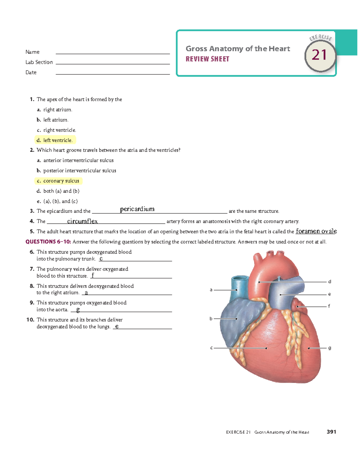 Gross Anatomy of the Heart Review Sheet (LAB-101) - Studocu