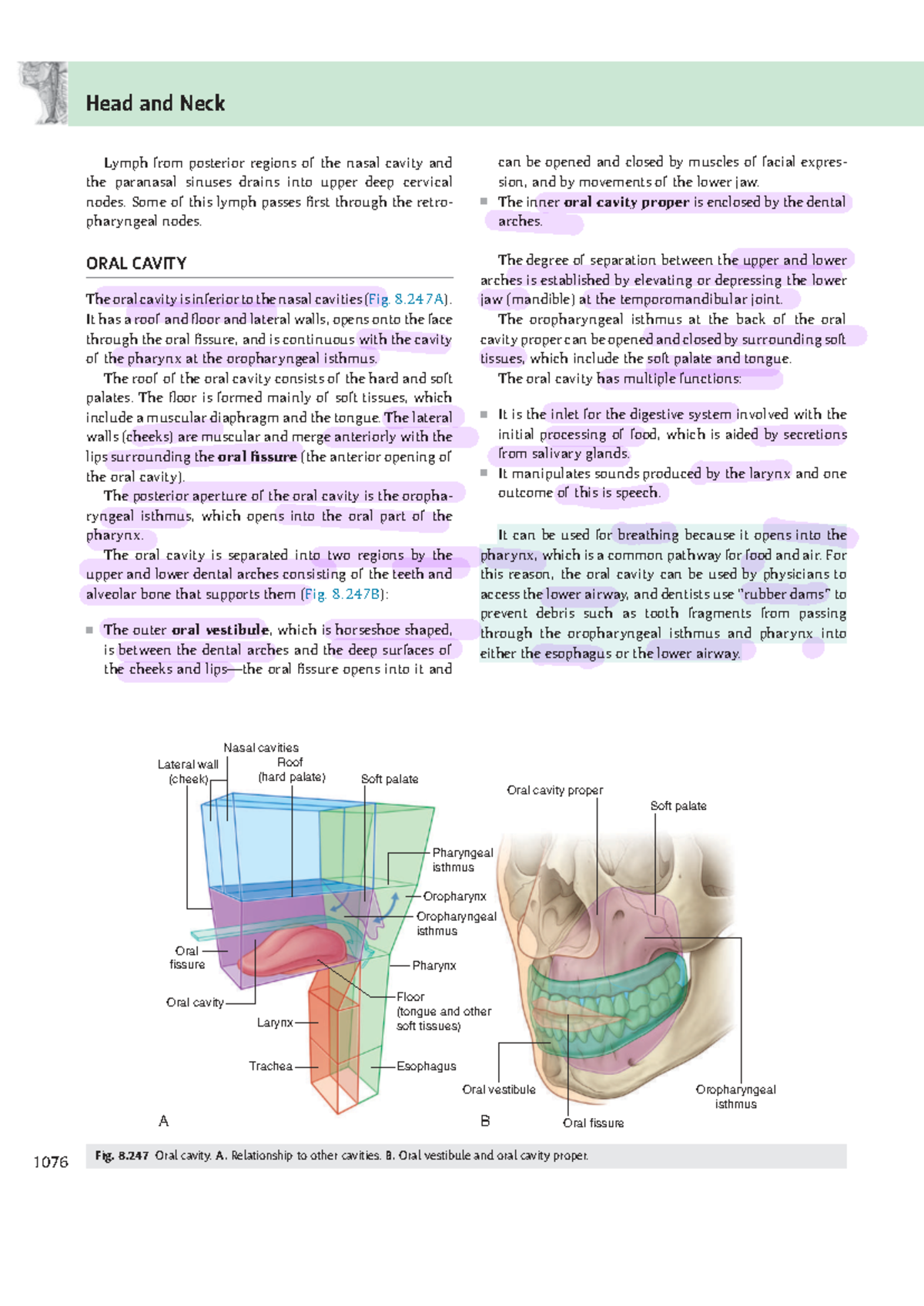 Print 2 - Highlight - Head and Neck 1076 Fig. 8 Oral cavity. A ...
