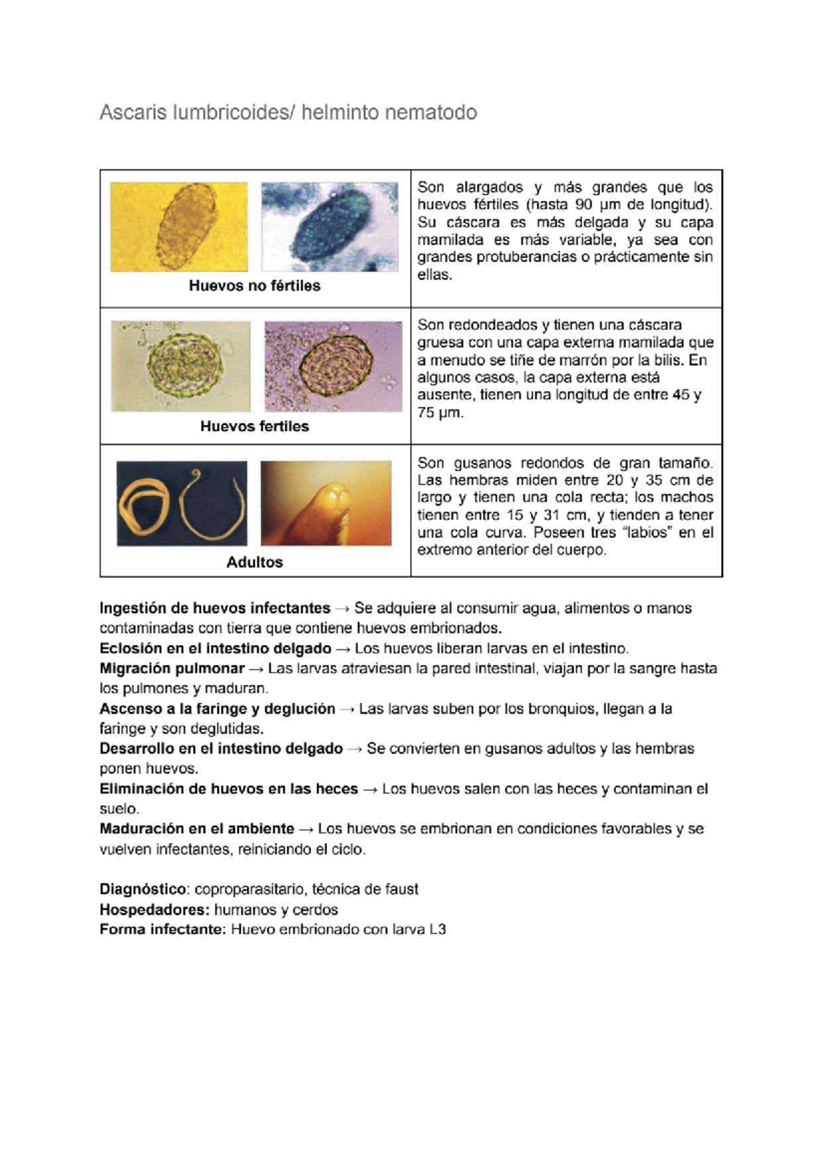Atlas de Helmintos y Protozoos: Características y Ciclos de Vida - Studocu