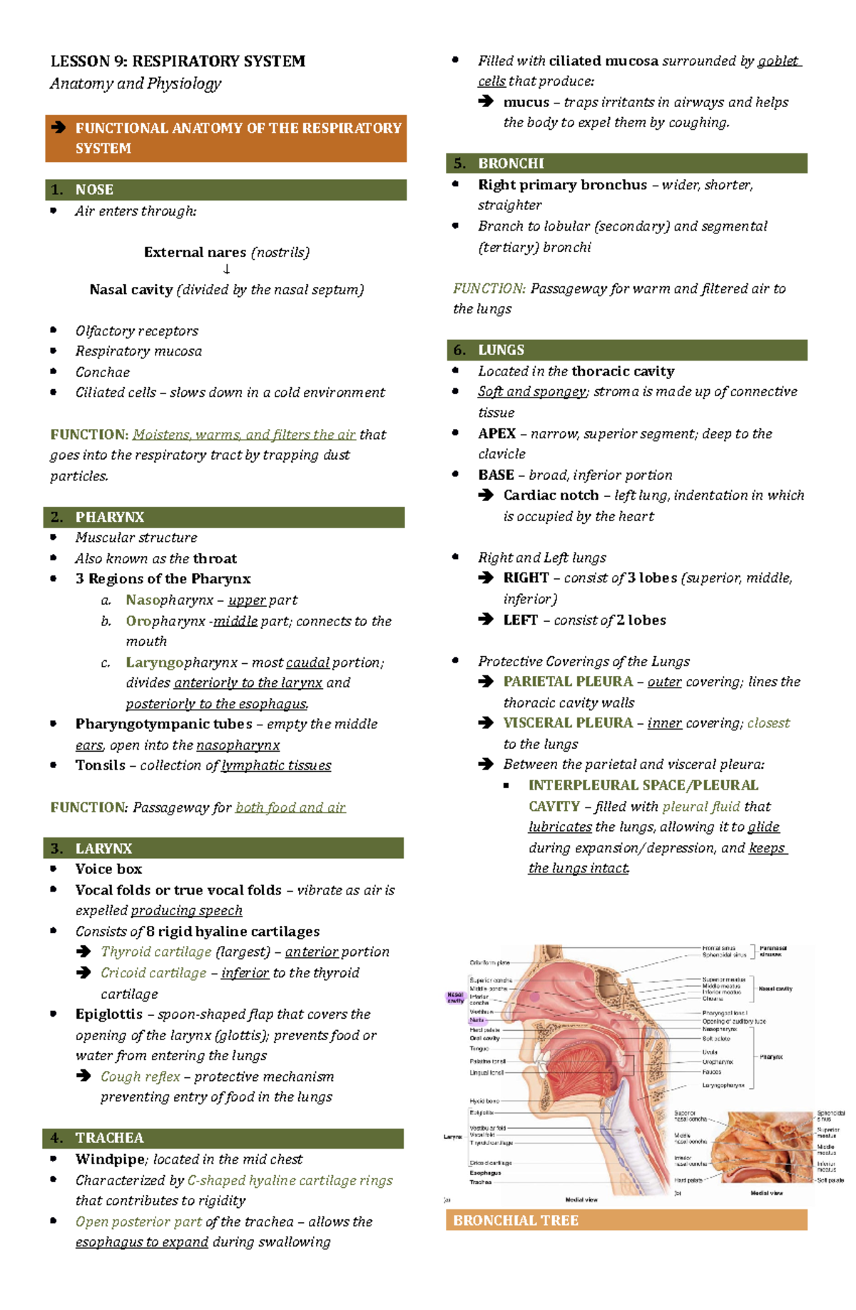 Respiratory System - anaphy - LESSON 9: RESPIRATORY SYSTEM Anatomy and ...