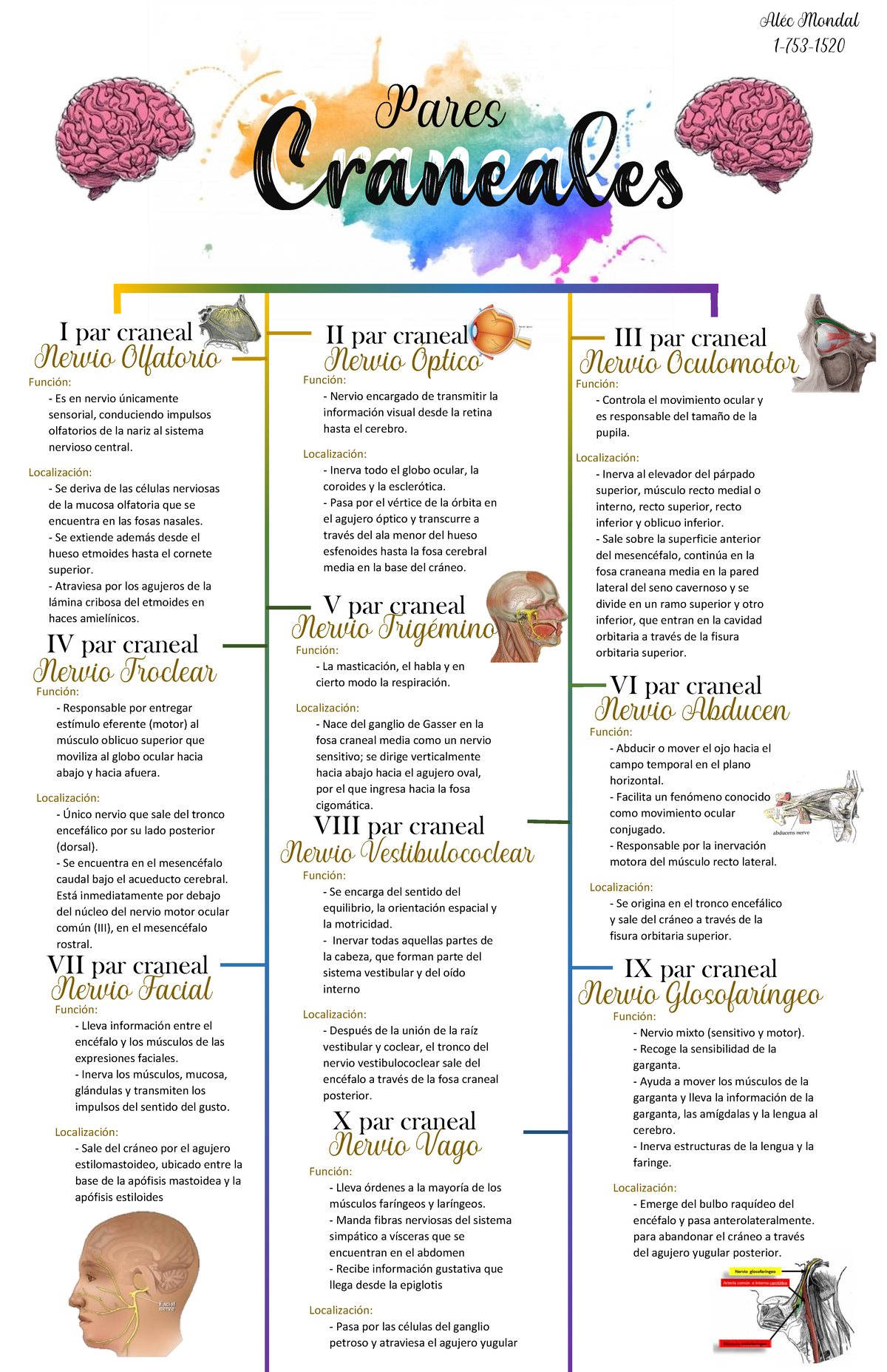 Pares craneales cuadro sinoptico - Craneales Craneales Pares I par craneal Nervio Olfatorio ...